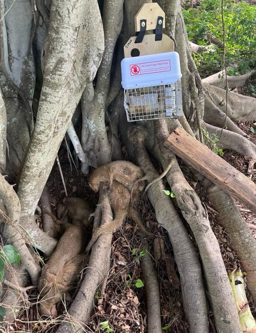 NZ AutoTraps - Automatic self resetting possum and rat trap